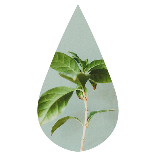 Canada's Top Eco-Friendly Hygiene Solutions | Biochem